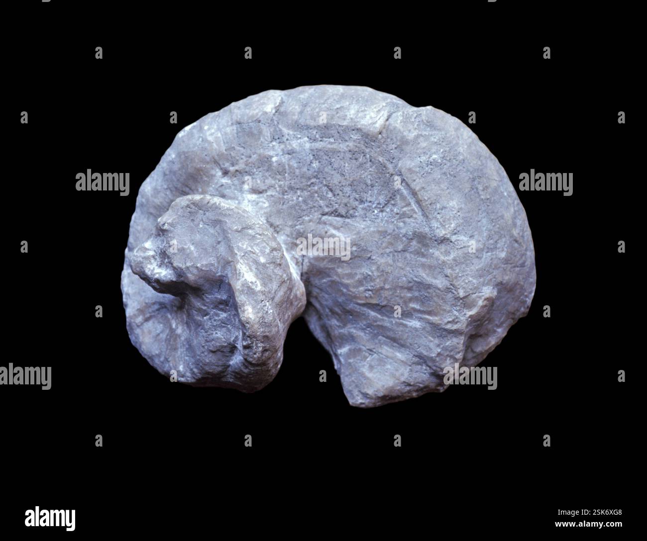 Fossil mollusc. Fossilised shell of a Requienia ammonia rudist mollusc ...