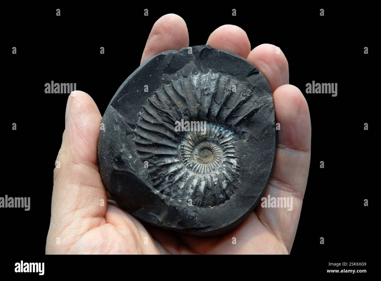 Ammonite fossil. Person holding a fossilised ammonite. Ammonites were ...