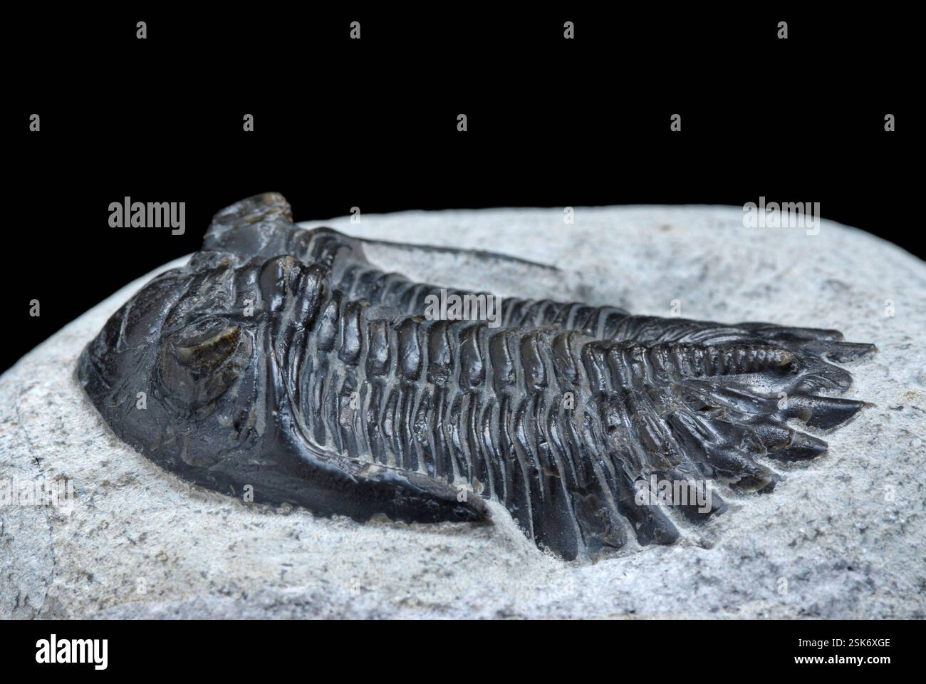Trilobite fossil. Fossil of a trilobite (Metacanthina barrandei) from ...