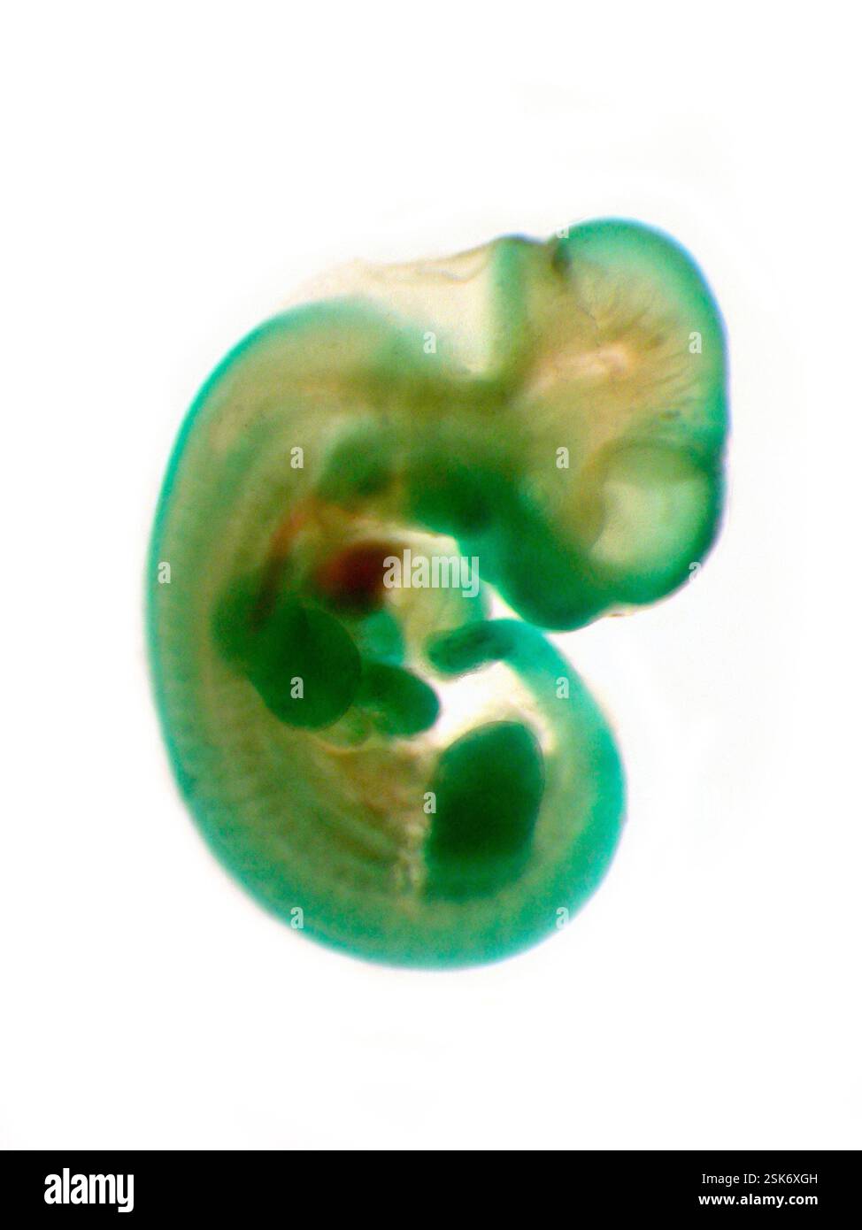 Mouse embryo. Light micrograph of a mouse (Mus sp.) embryo 13 days ...