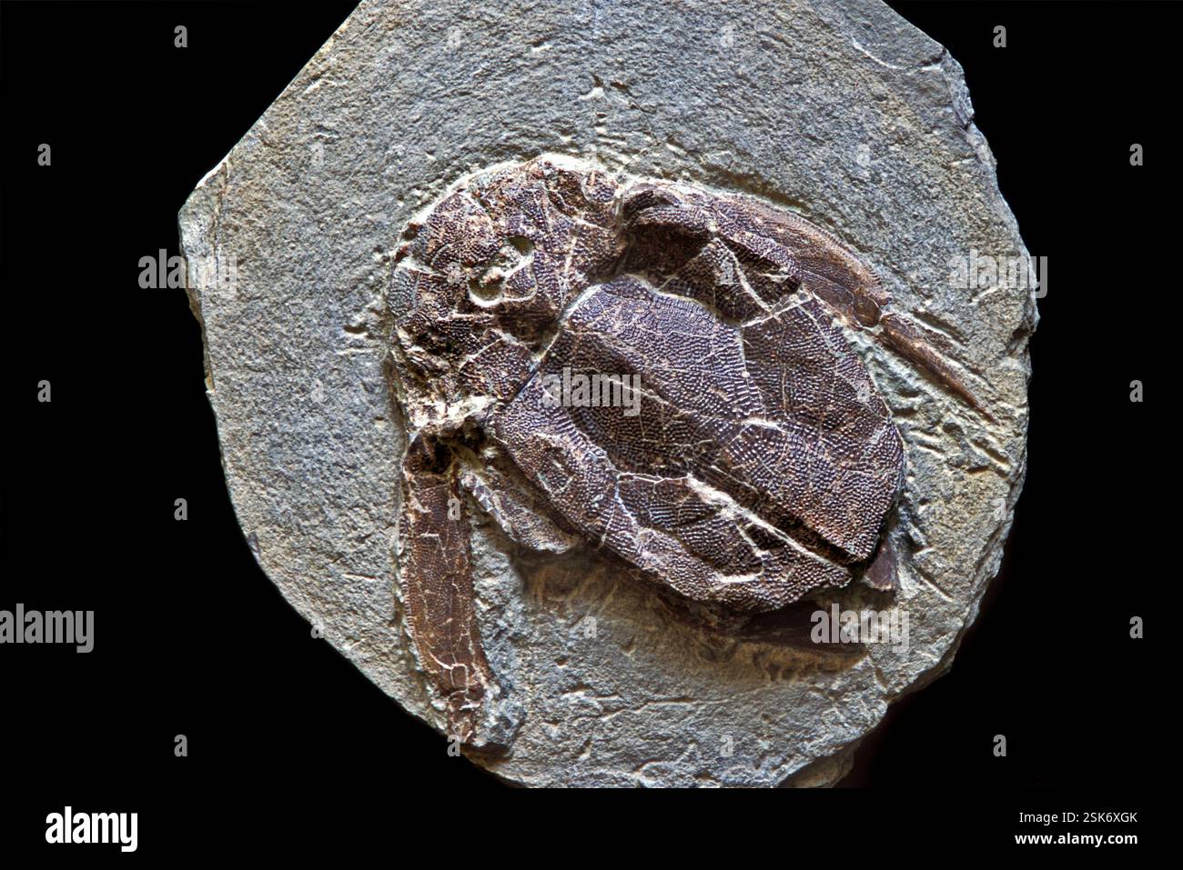 Prehistoric fish fossil. Fossilised remains of a Bothriolepis sp ...
