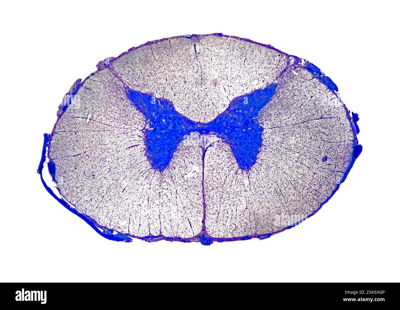 Spinal cord. Light micrograph of a section through a normal human ...