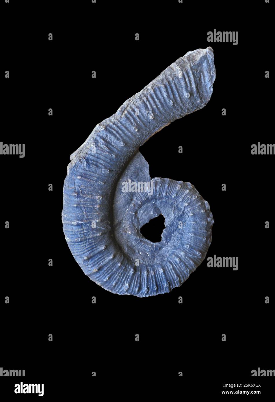 Ammonite fossil. Fossilised remains of an Ancyloceras armatus ammonite ...