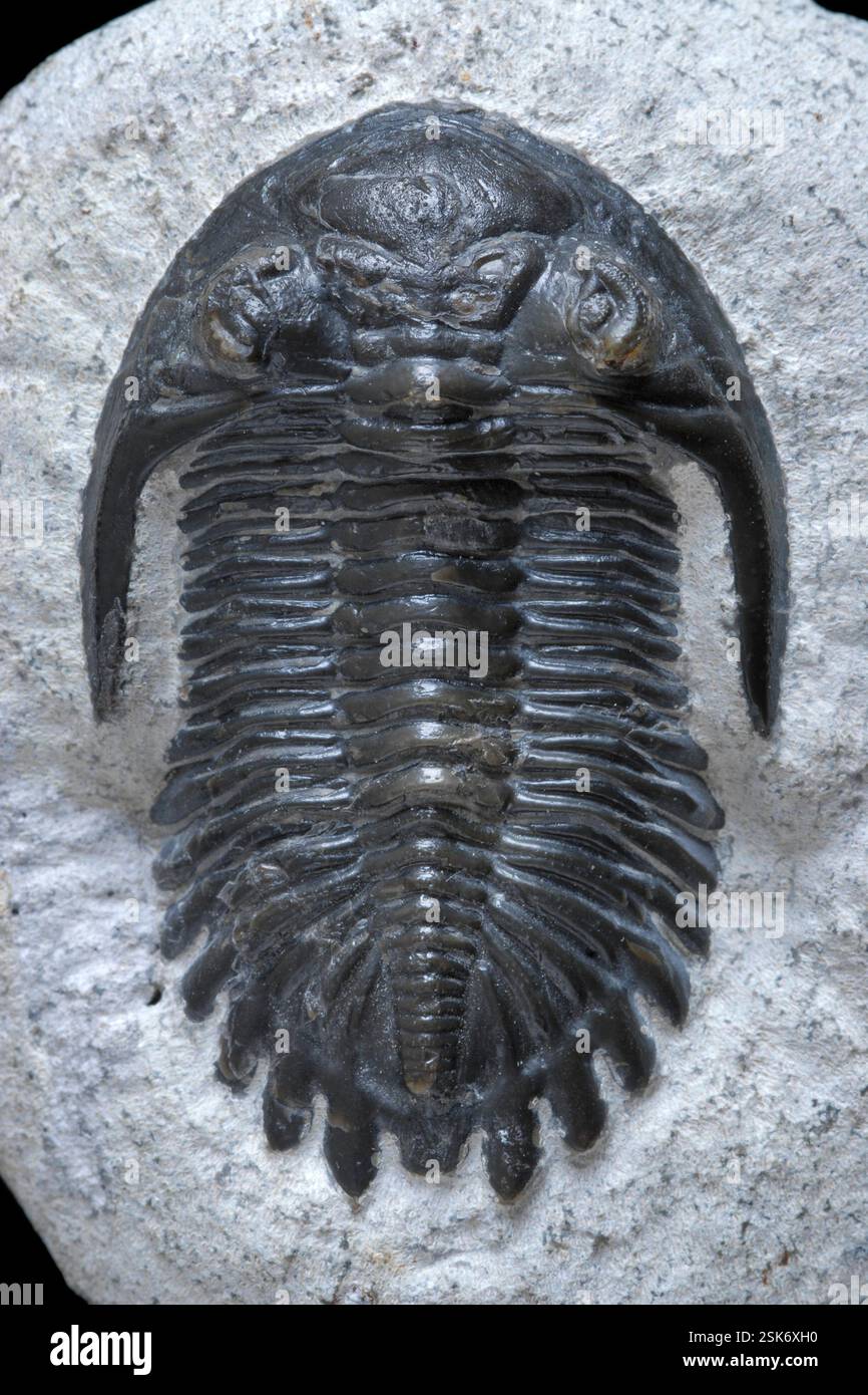 Trilobite fossil. Fossil of a trilobite (Metacanthina barrandei) from the Devonian period ...