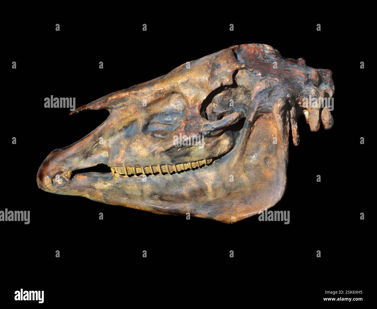 Prehistoric horse skull. Fossilised skull of an Hipparion gracile horse ...