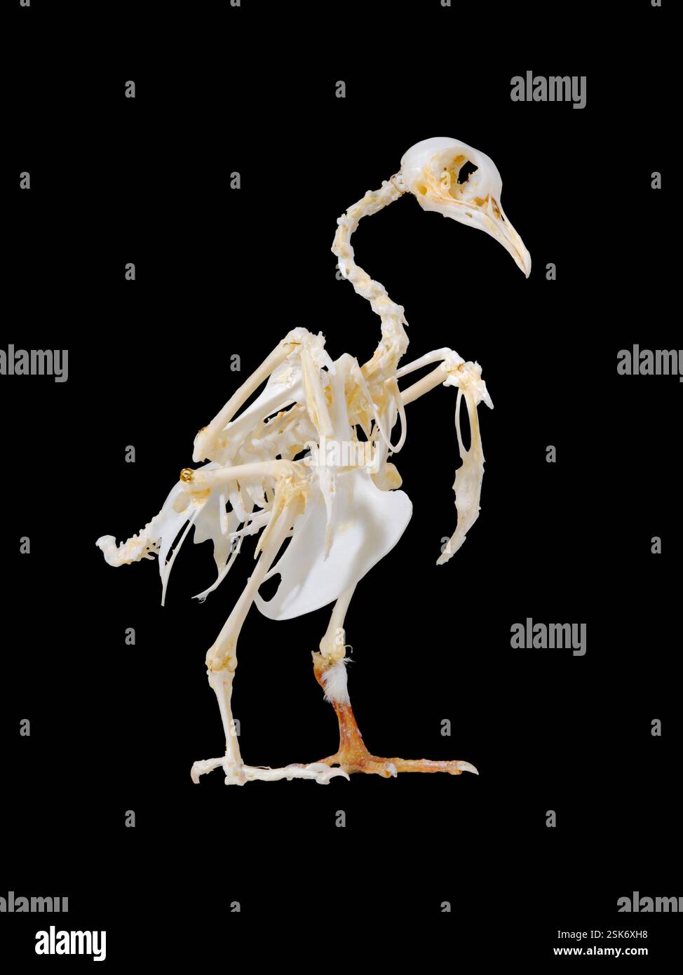 Pigeon (family Columbidae) skeleton Stock Photo - Alamy