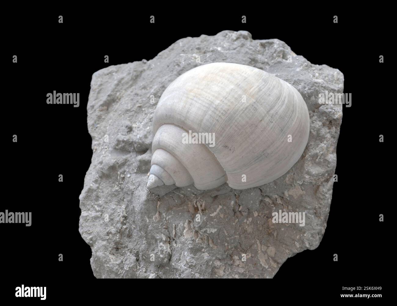Sea snail fossil. Fossilised shell of an Natica angustata gastropod ...