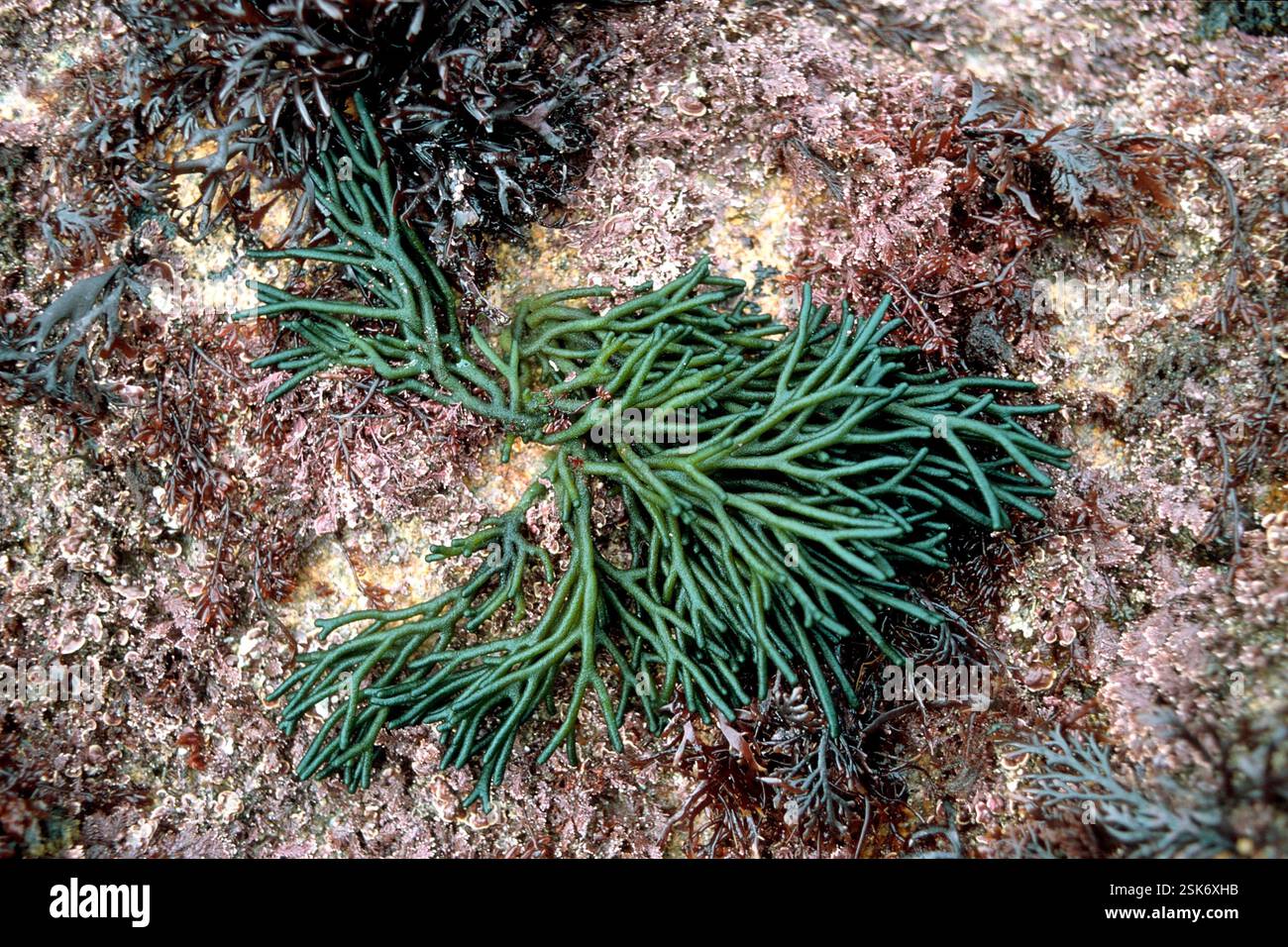 Seaweed on a rock. Fronds of green algae (class Chlorophyceae) on a ...