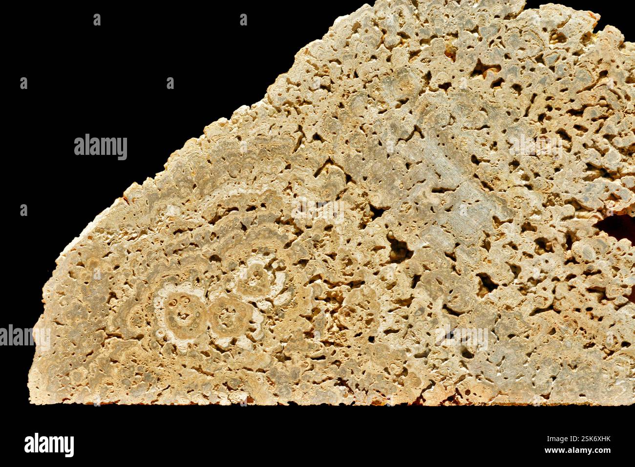 Stromatolite fossil. Close-up of a section through a fossilised ...