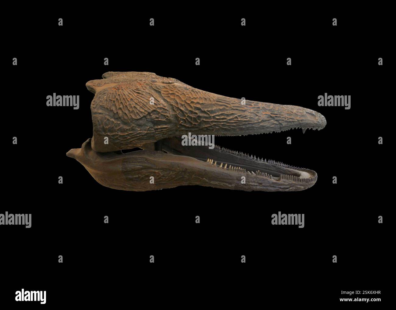 Prehistoric amphibian skull. Fossilised skull of a prehistoric ...