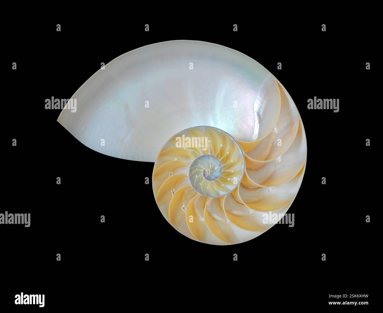 Chambered nautilus shell. Section through the shell of a chambered ...