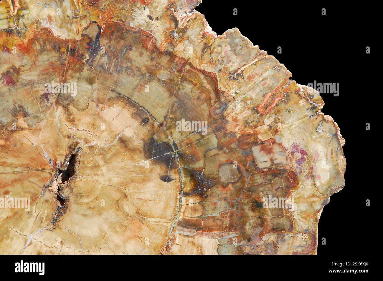 Fossilised tree. Close-up of a polished slab cut from the fossilised ...