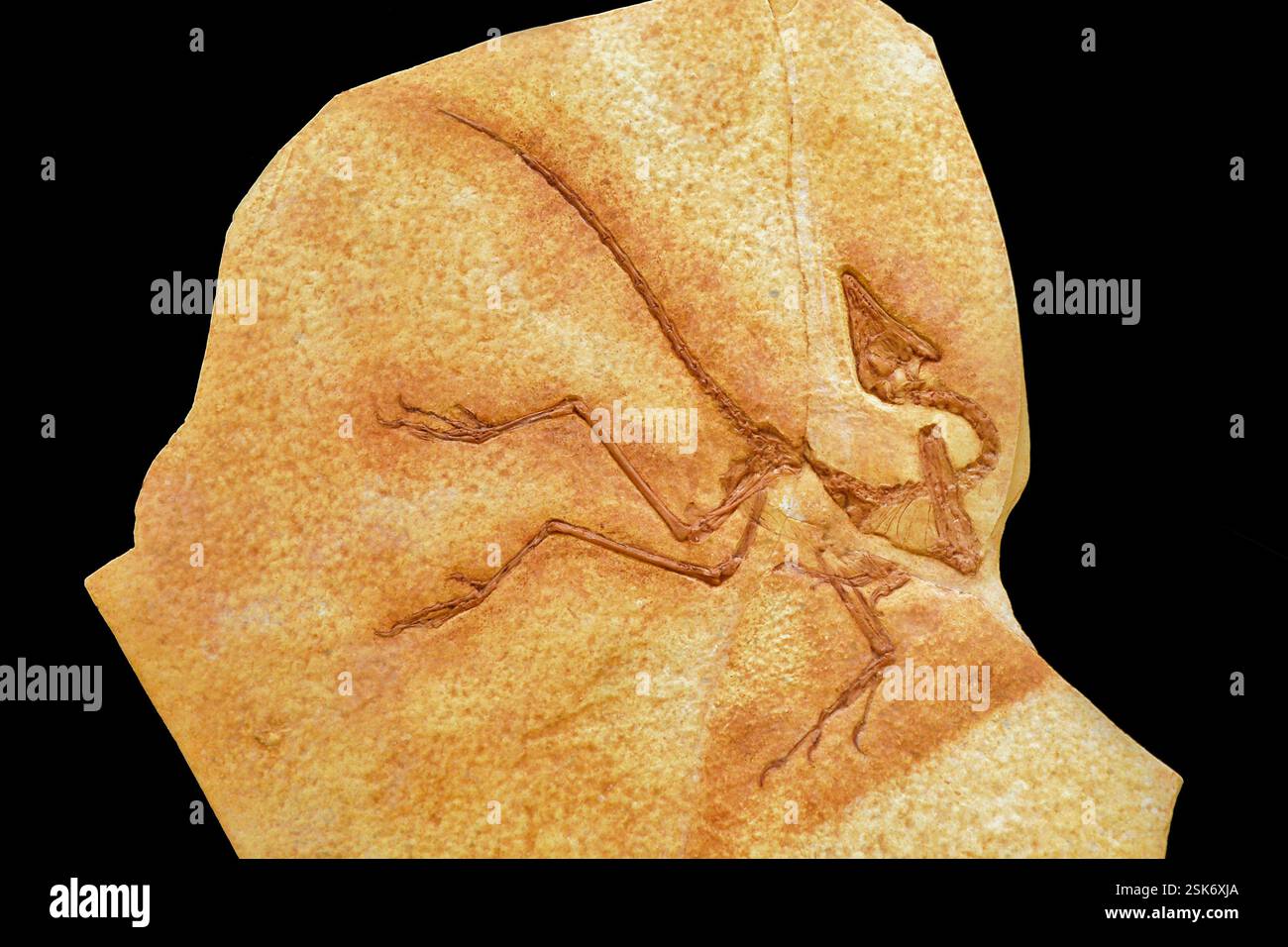 Archaeopteryx fossil. Fossilised remains of an Archaeopteryx sp ...