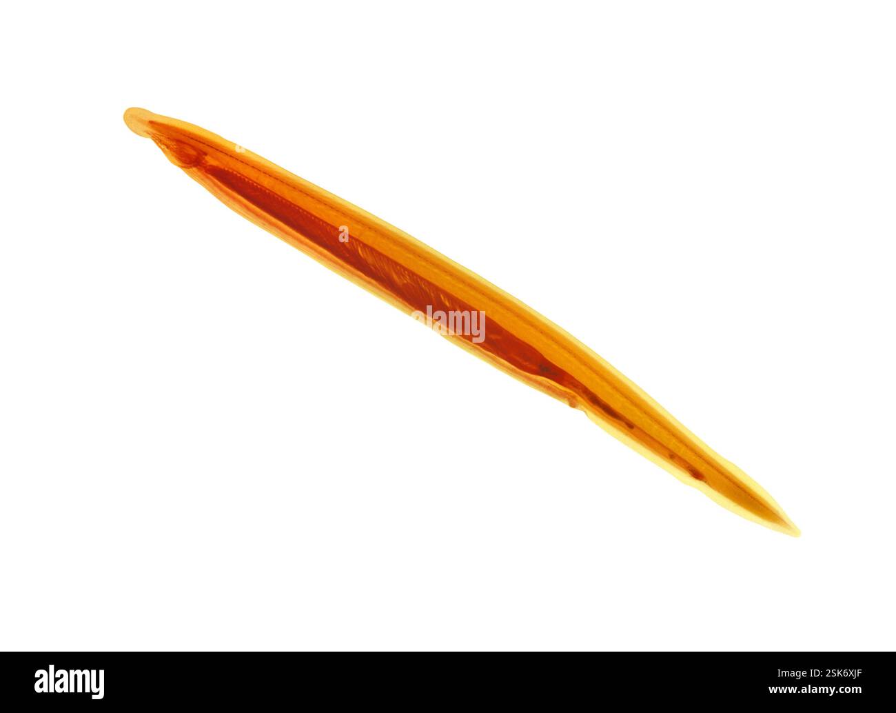 Amphioxus. Light micrograph of an Branchiostoma lanceolatum amphioxus ...