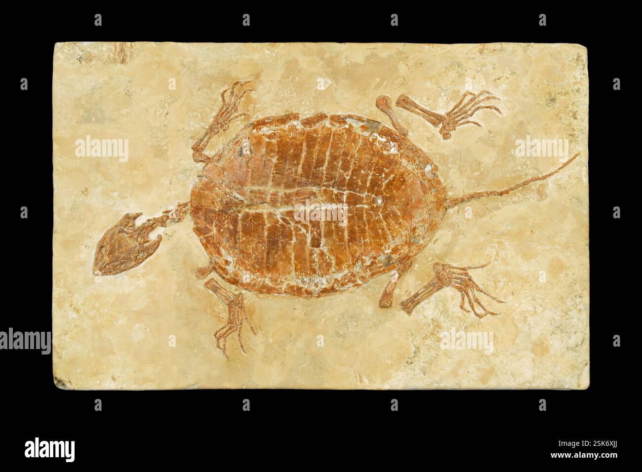 Prehistoric turtle fossil. Fossilised remains of a prehistoric ...