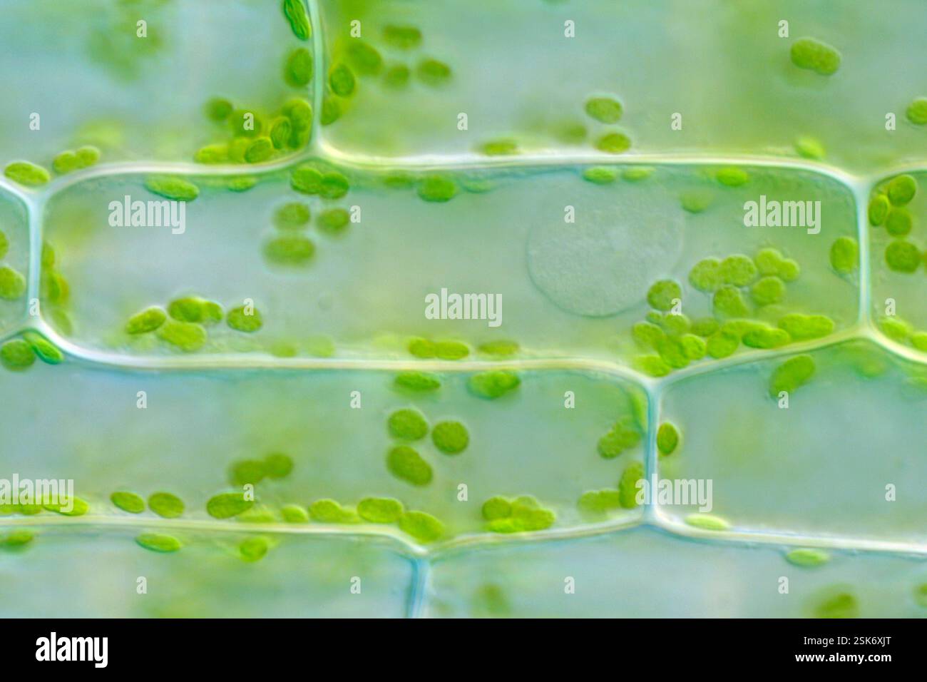 Elodea leaf cells. Light micrograph of a section through a leaf from an Elodea sp. aquatic plant ...