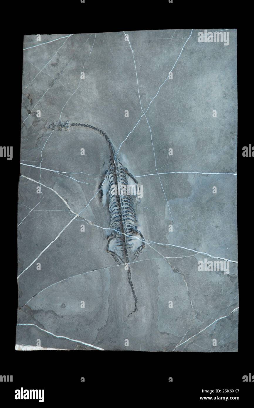 Prehistoric reptile fossil. Fossilised remains of a prehistoric ...