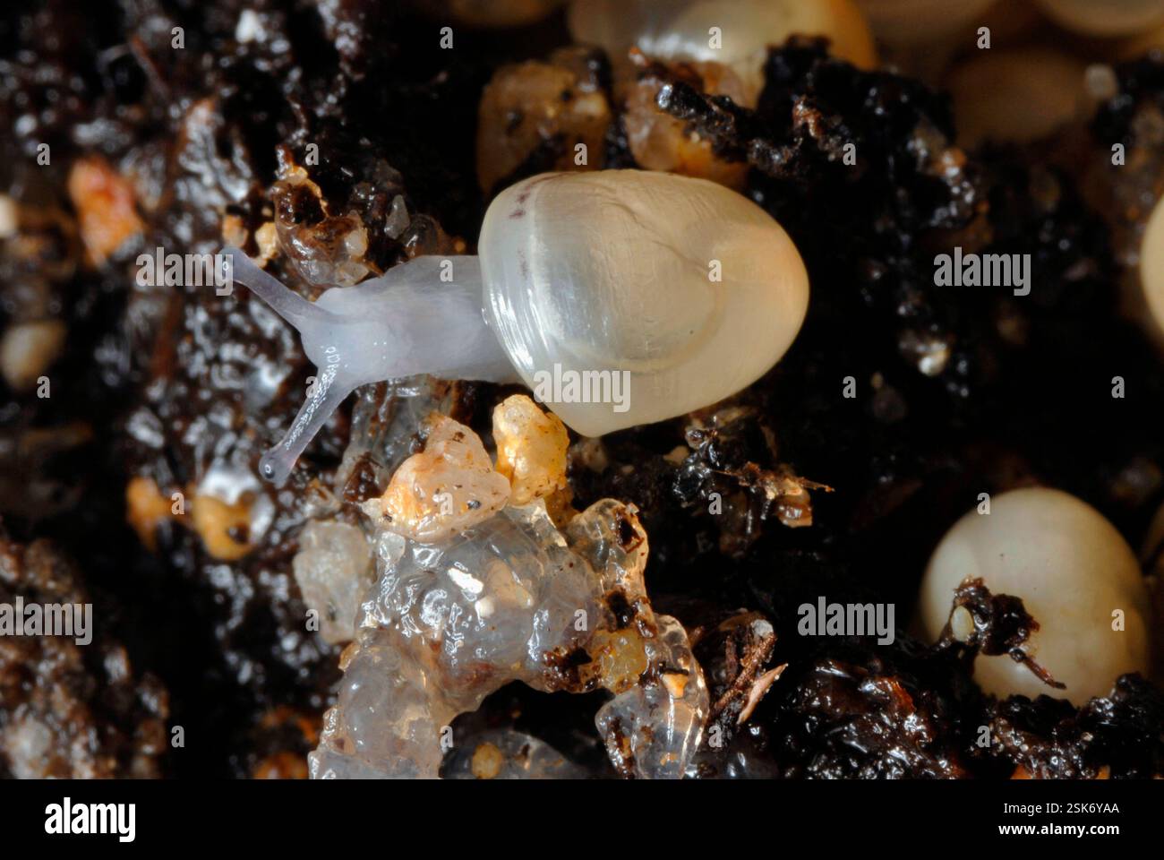 Snail hatchling. The eggs of snails are typically a few millimetres ...