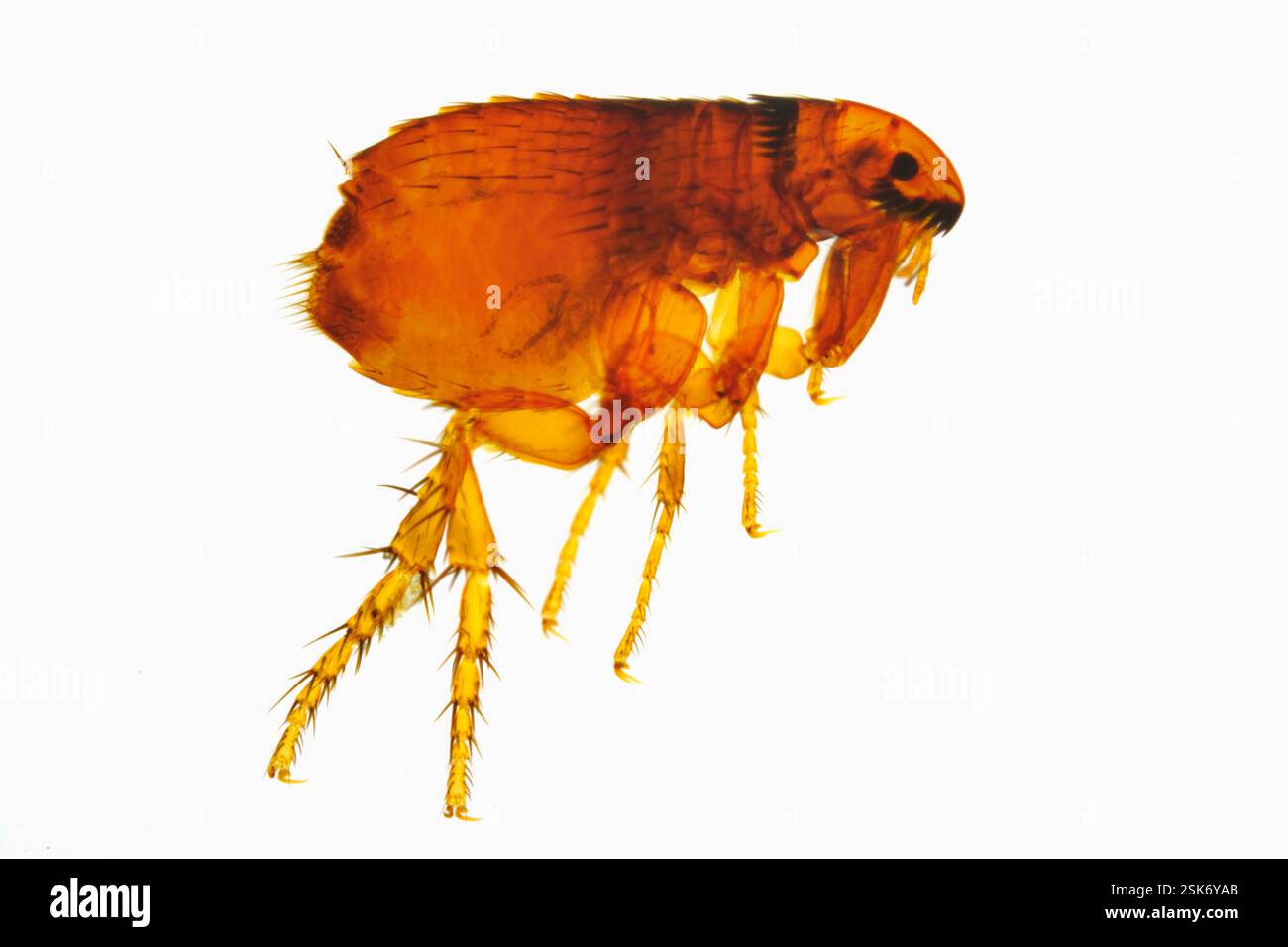 Male cat flea (Ctenocephalides felis), light micrograph. The head ...