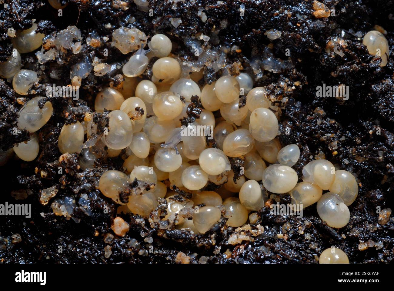 Hatching snail eggs. The eggs of snails are typically a few millimetres ...