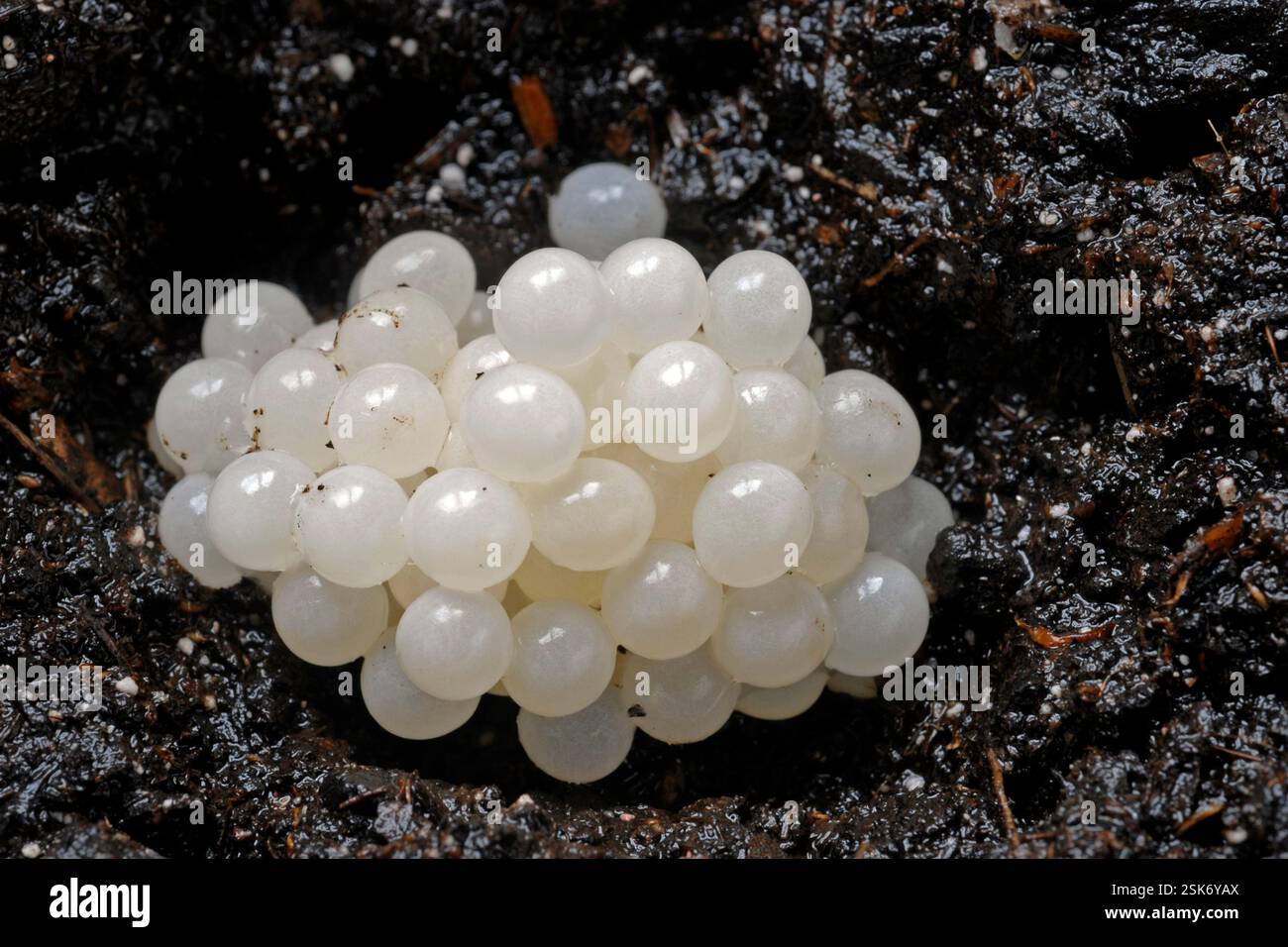 Snail eggs. The eggs of snails are typically a few millimetres across ...