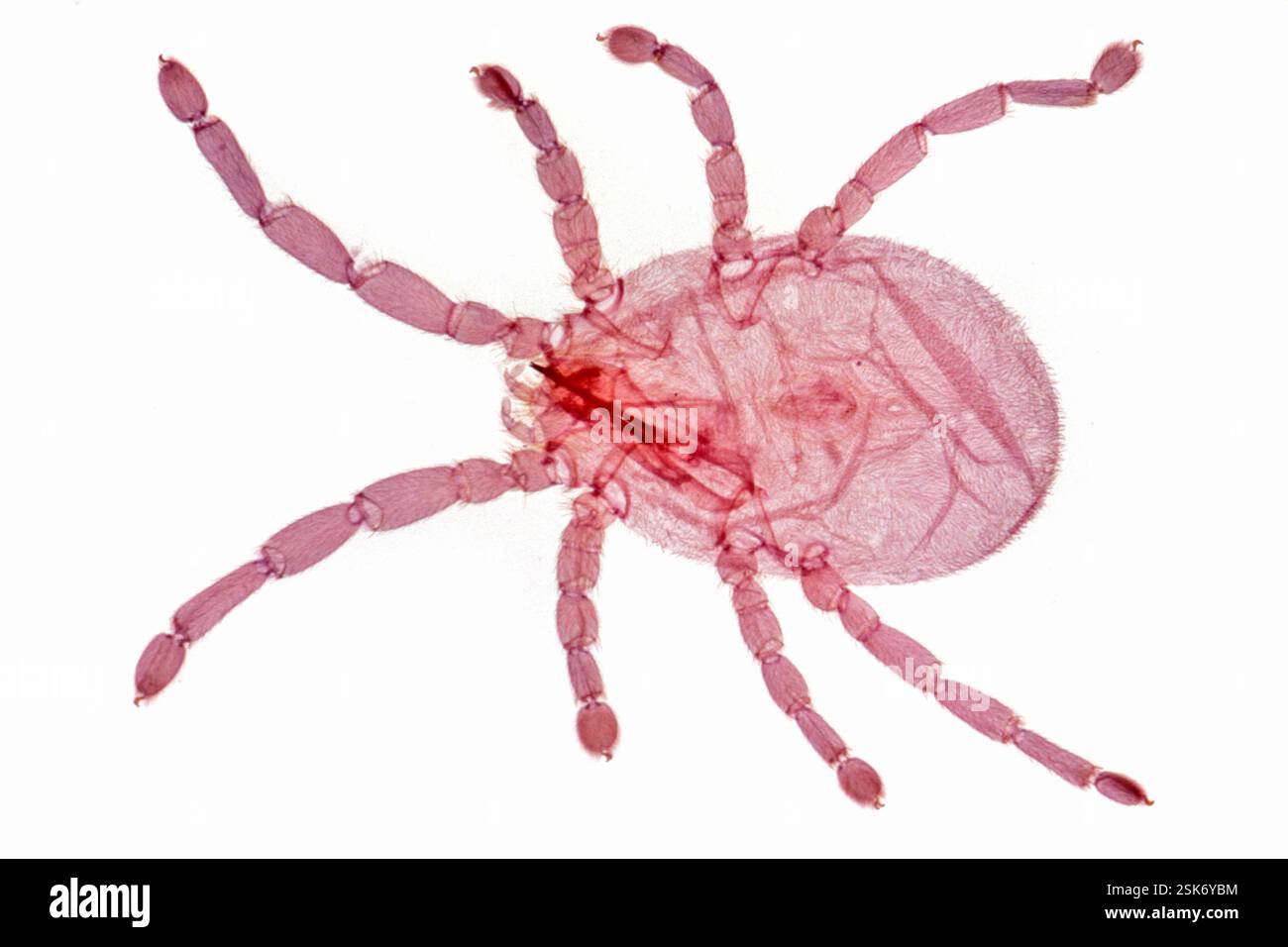 Velvet mite (Trombidium holosericeum), light micrograph. Magnification ...
