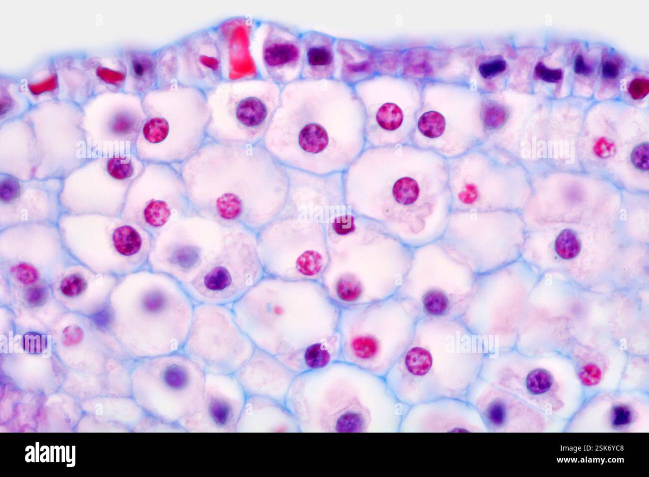 Lily flower ovary tissue. Light micrograph of cells in a sample of ...
