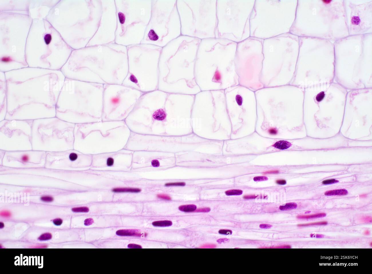 Lily flower ovary tissue. Light micrograph of cells in a sample of ...
