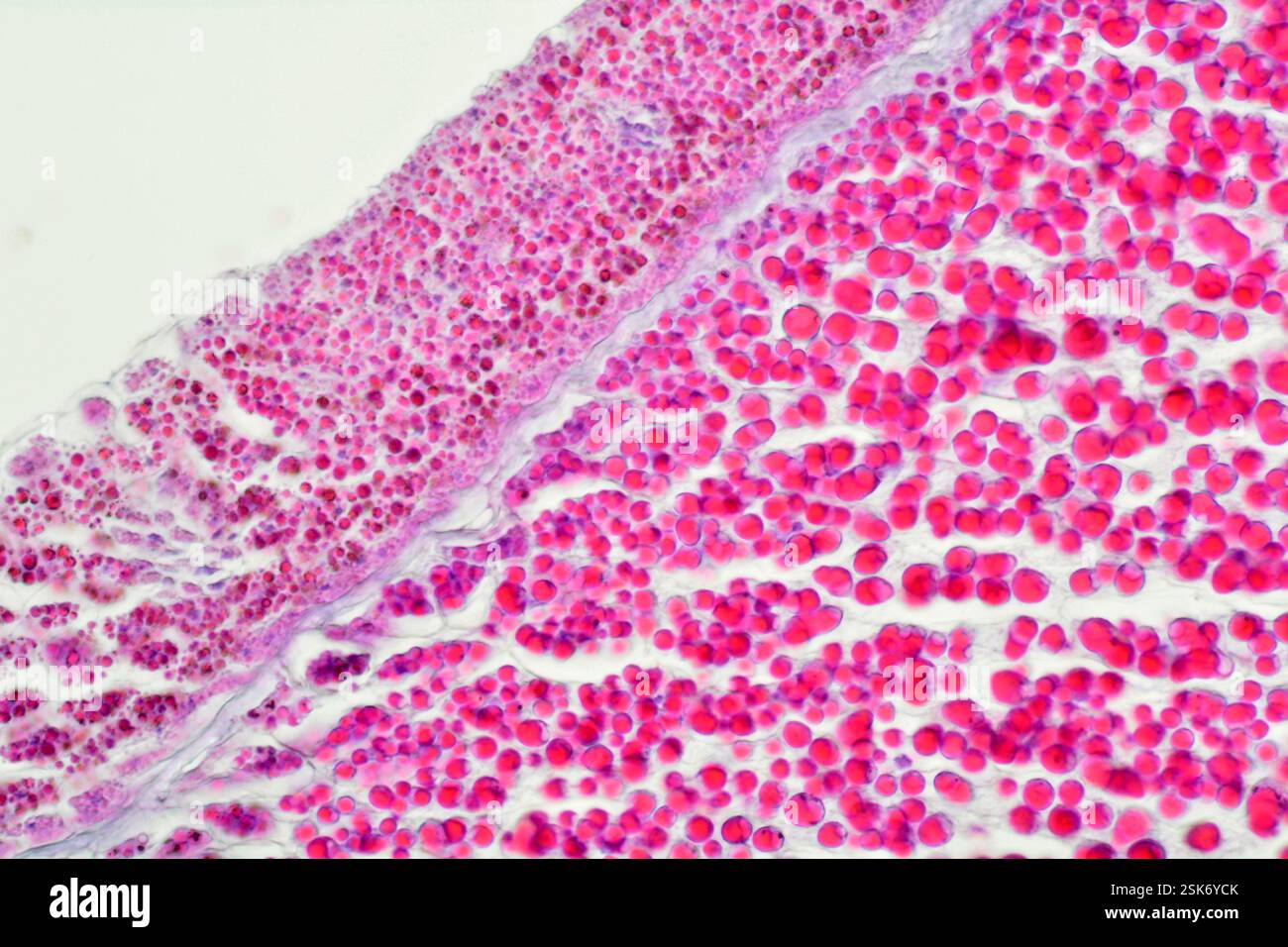 Castor bean aleurone grains. Light micrograph of aleurone grains in ...