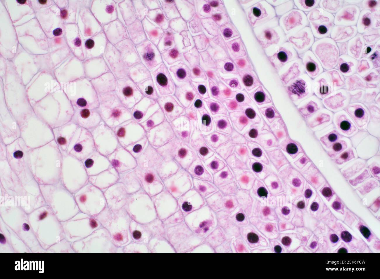 Lily flower ovary tissue. Light micrograph of cells in a sample of ...