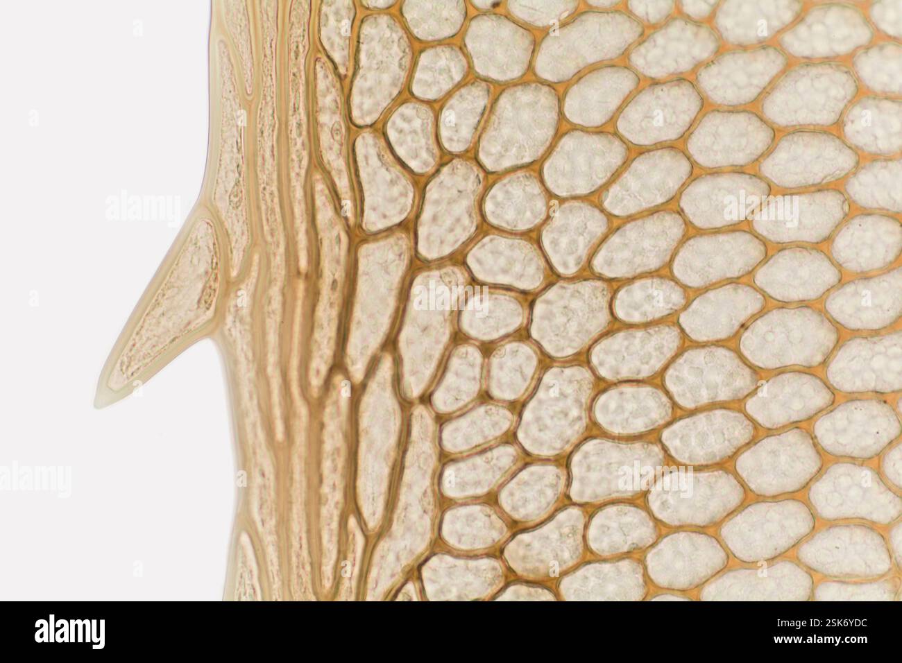 Moss sheet cells. Differential interference contrast (DIC) light ...