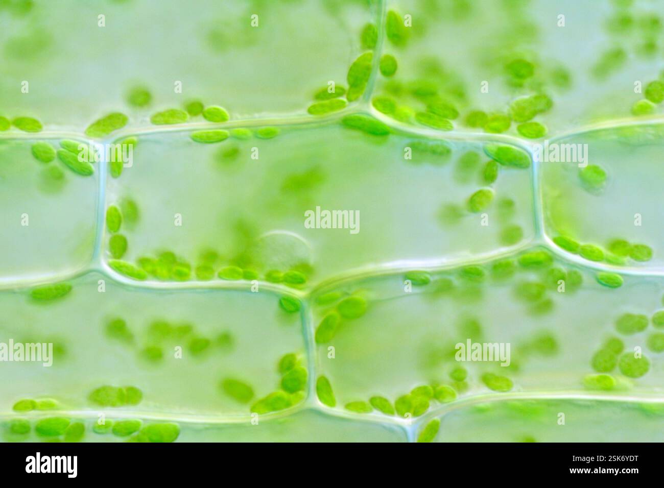 Chloroplasts in Elodea cells. Light micrograph of chloroplasts (green ...