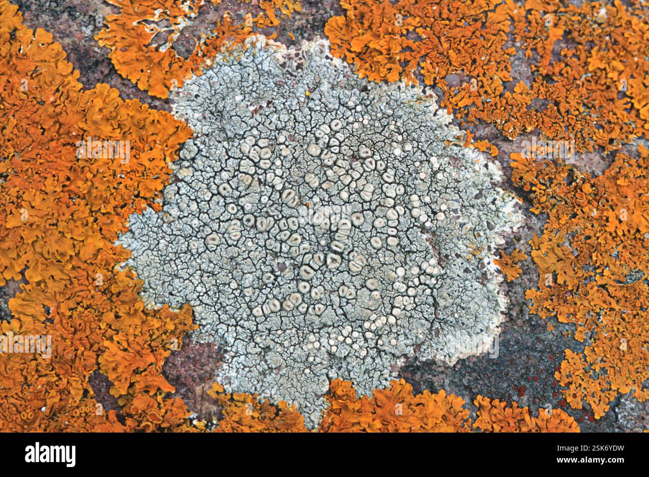 Lichen fruiting bodies. Lichen growing on a rock, displaying apothecia ...