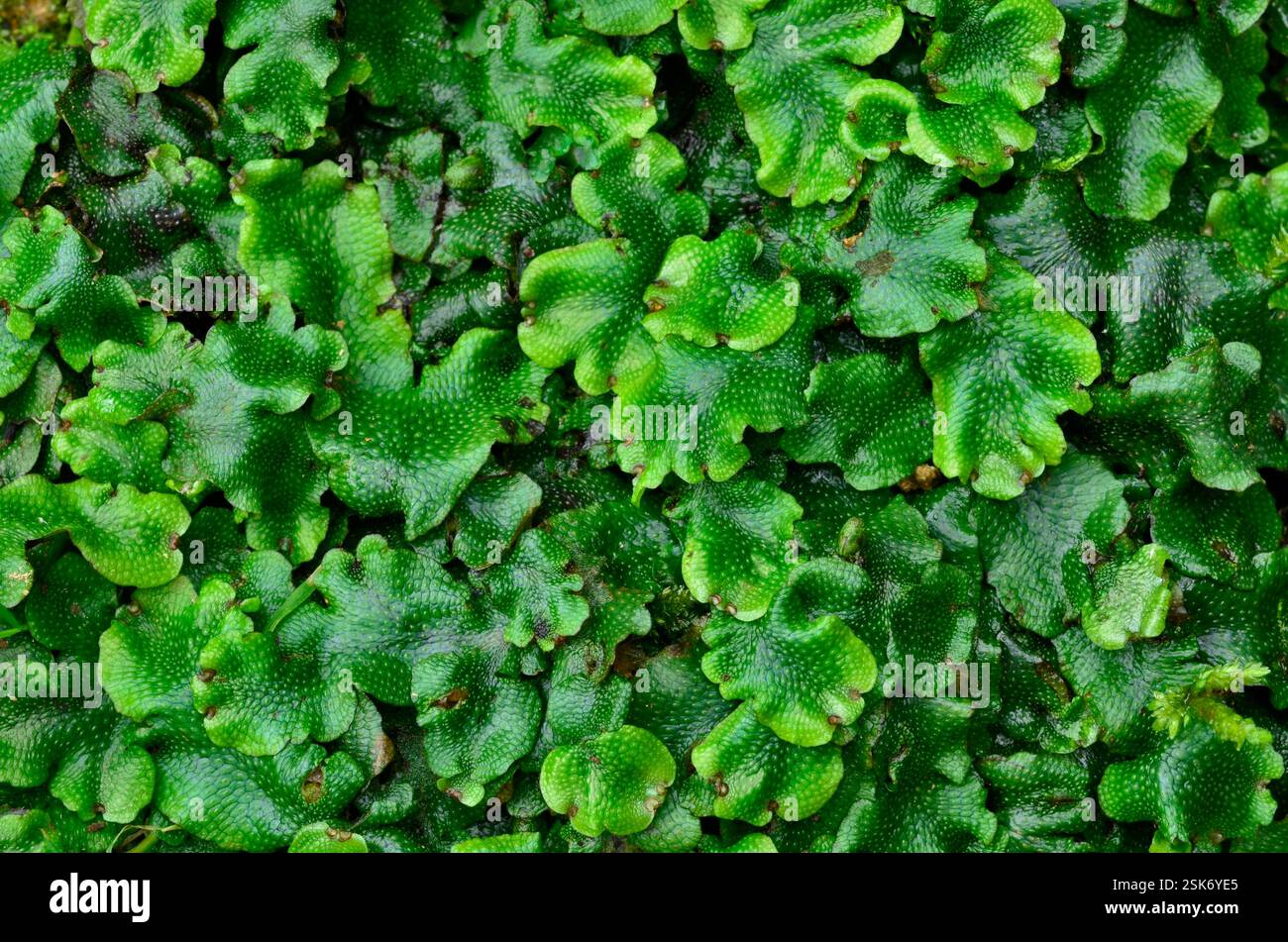 Liverwort leaves. Liverworts are non-vascular plants that resemble ...