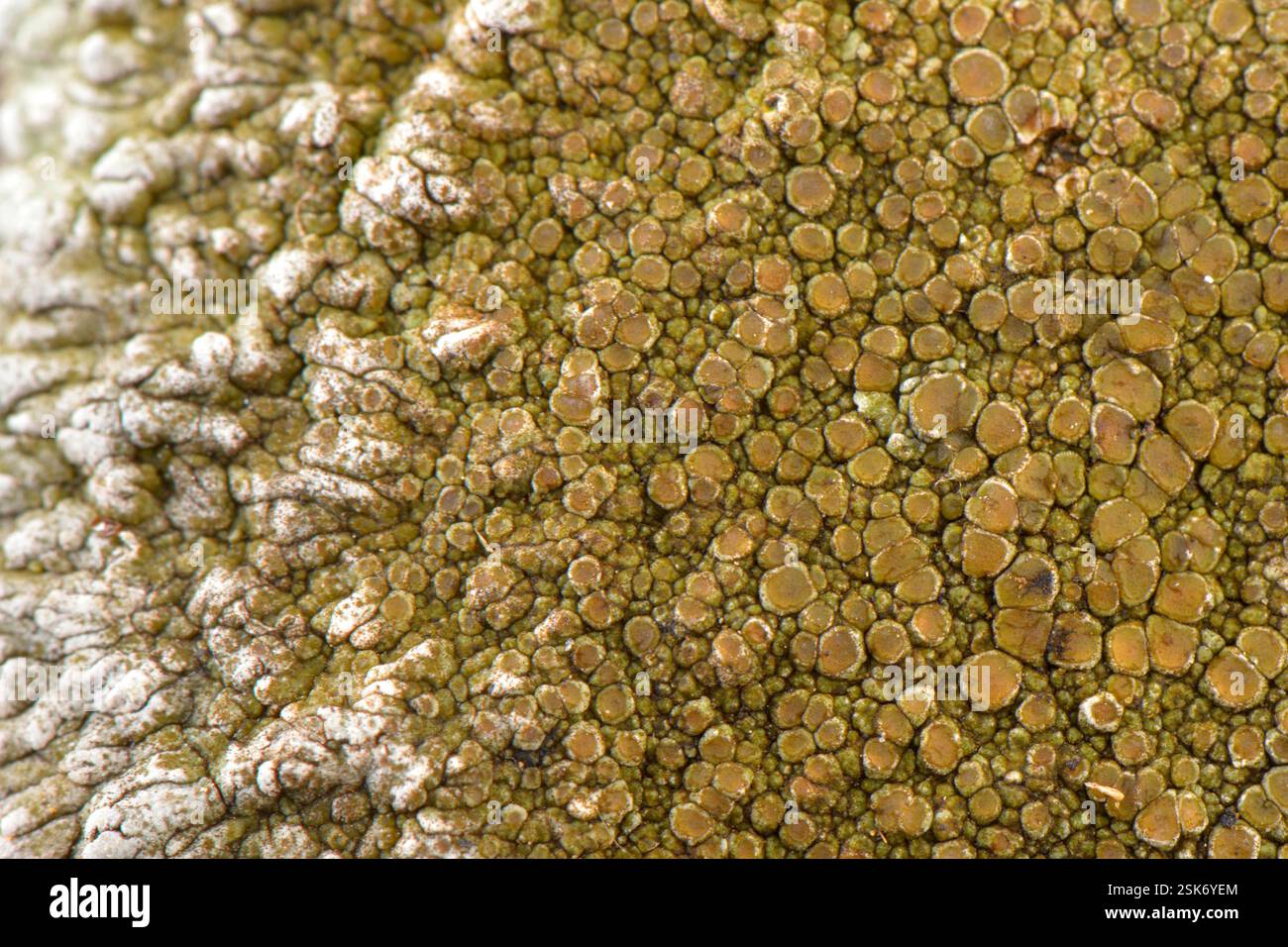Lichen fruiting bodies. Lichen growing on a rock, displaying apothecia ...