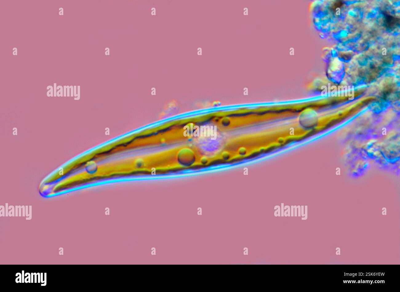 Diatom, light micrograph. Diatoms are single-celled photosynthetic ...