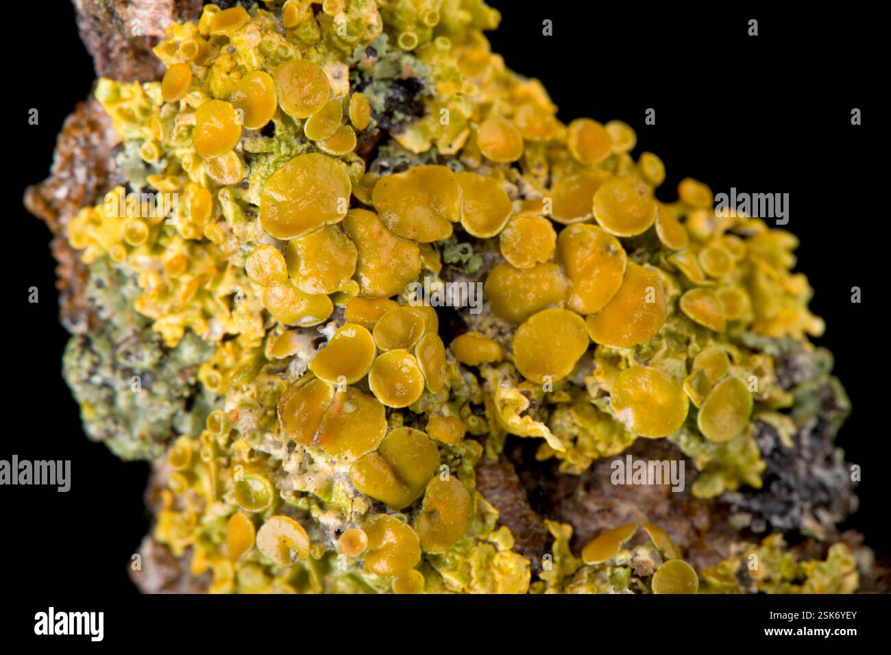 Lichen fruiting bodies. Lichen growing on a tree trunk, displaying ...