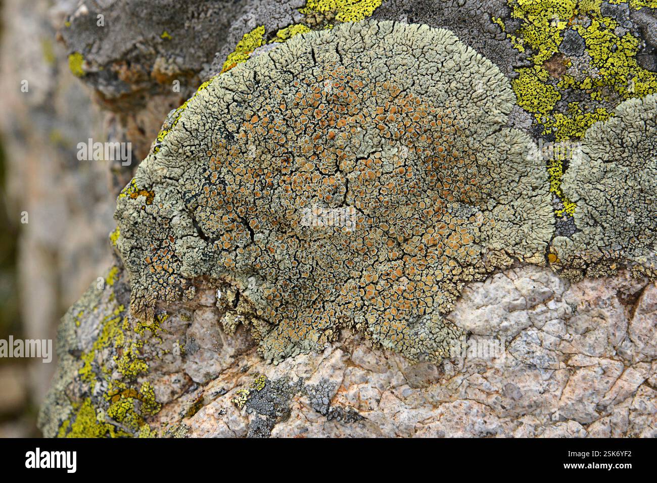 Lichen fruiting bodies. Lichen growing on a rock, displaying apothecia ...