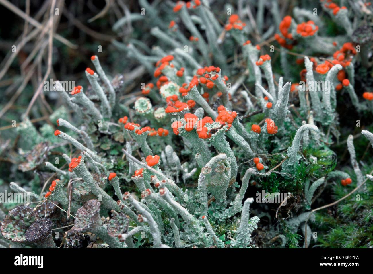 Lichen fruiting bodies. Lichen growing on a rock, displaying apothecia ...