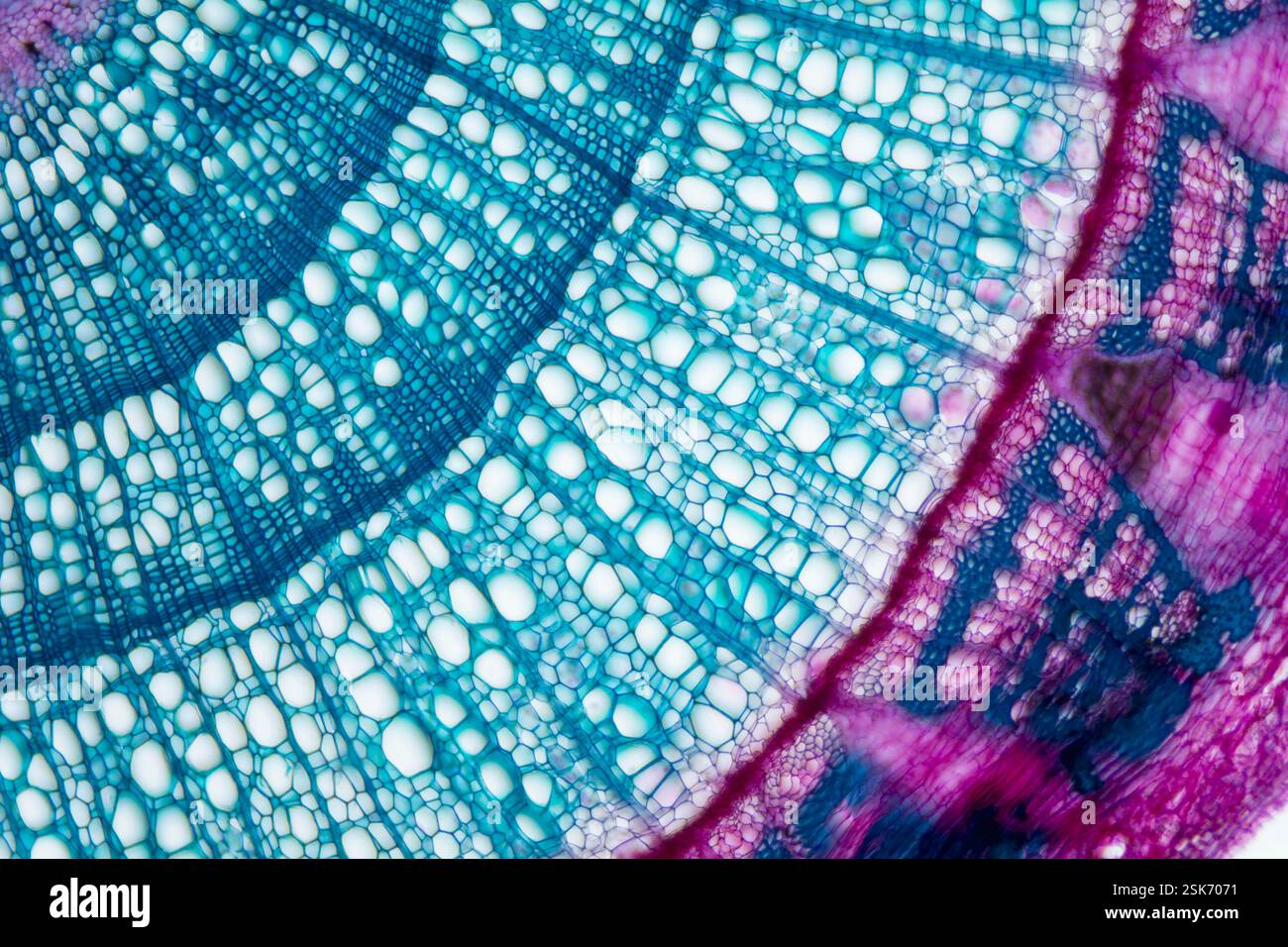 Spring and summer wood growth. Light micrograph of a cross-section ...