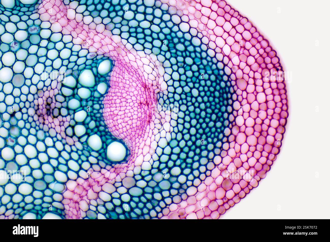 Clematis stem cross-section. Light micrograph of a cross-section ...
