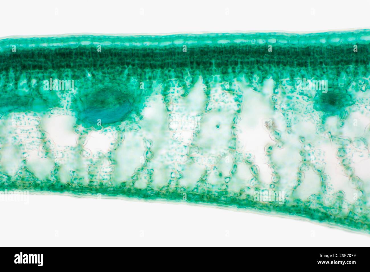Chlorophyll in parenchyma. Light micrograph of a section through a ...