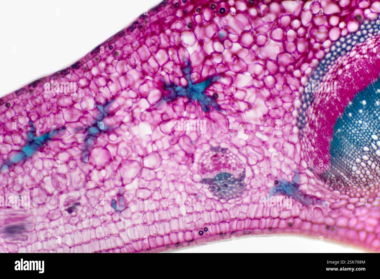 Lignin formation in leaf tissue. Light micrograph of a cross-section ...