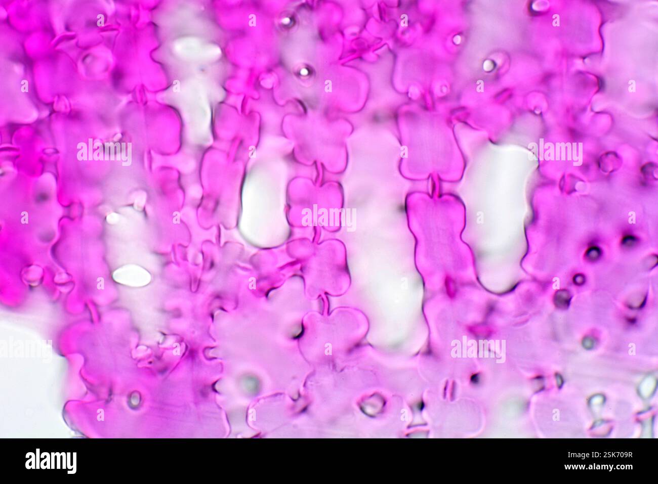 Cellulose in a date seed. Light micrograph of cellulose structures in ...