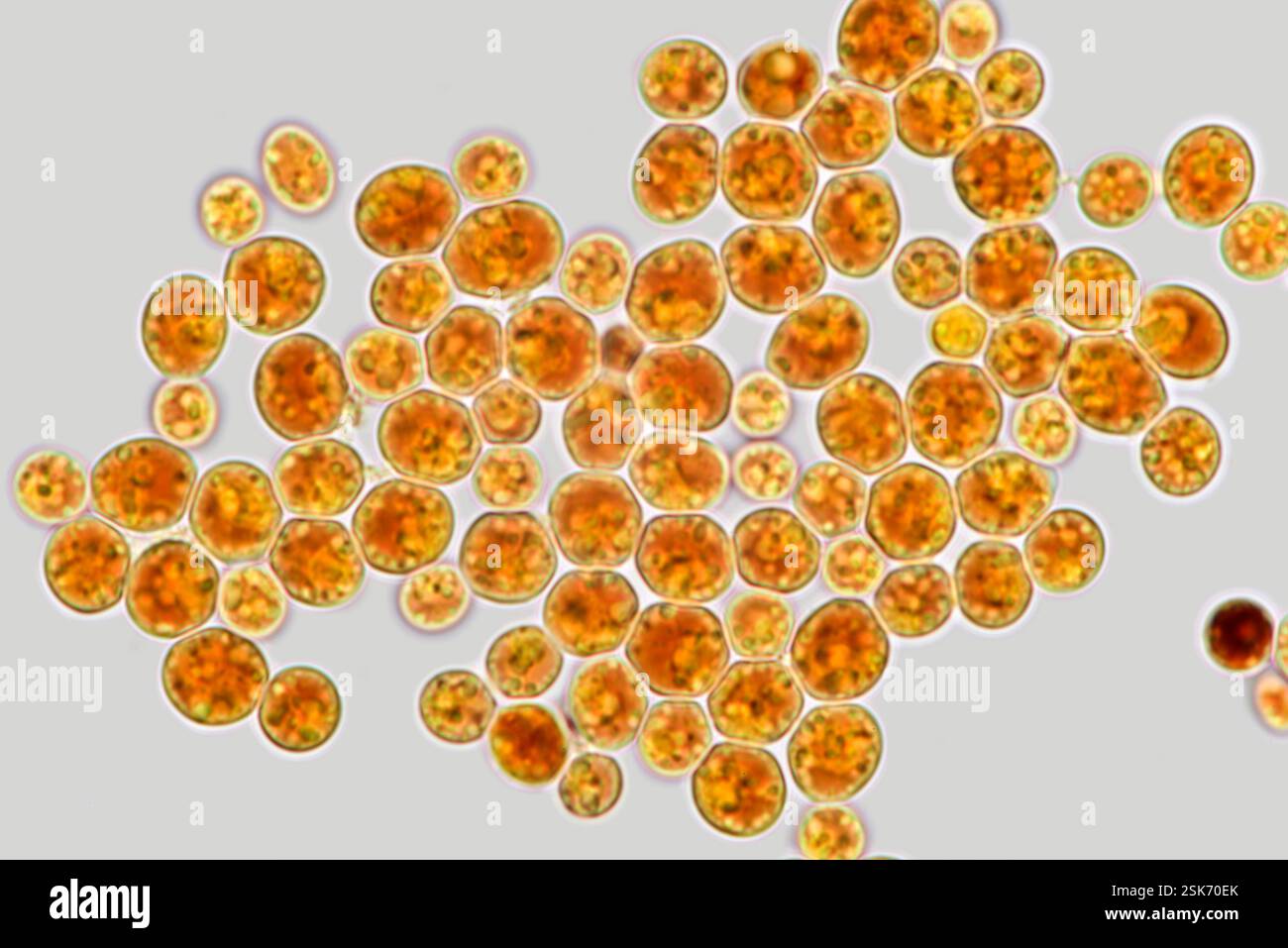 Yeast cells. Light micrograph of cells of brewer's or baker's yeast ...