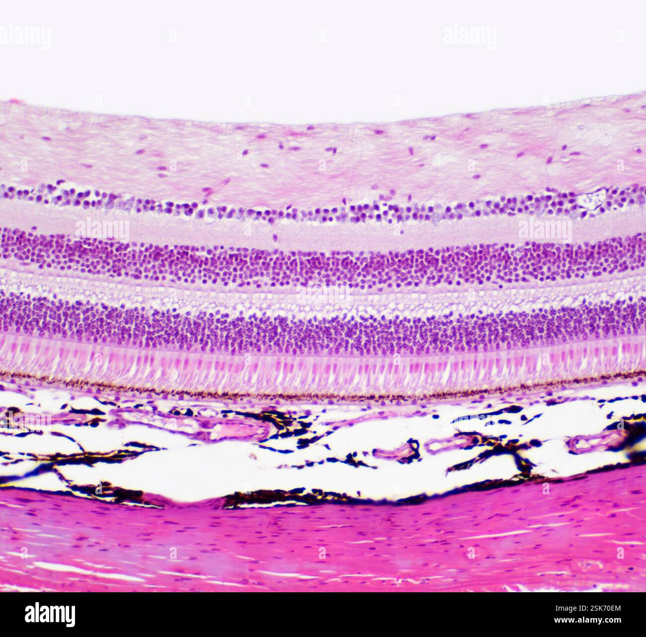 Retina layers. Light micrograph of a section through layers of the ...
