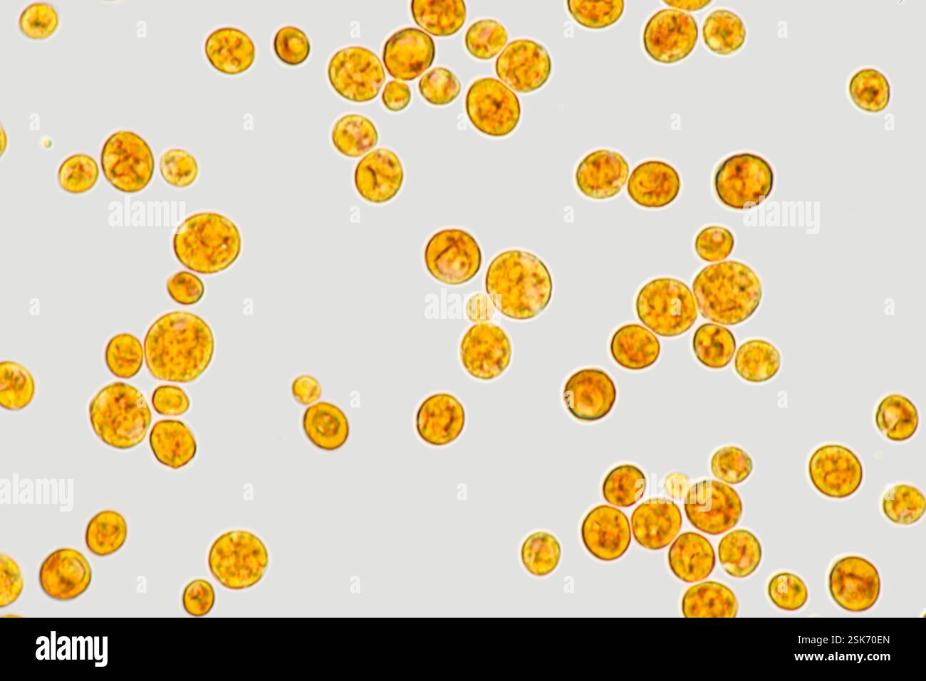Yeast cells. Light micrograph of cells of brewer's or baker's yeast ...