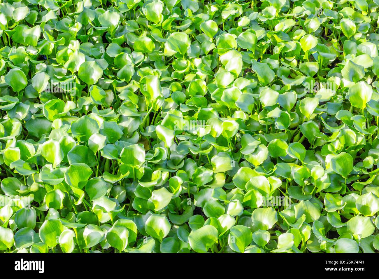 Common water hyacinths crowding a portion of a fish pond in Lake Buhi ...