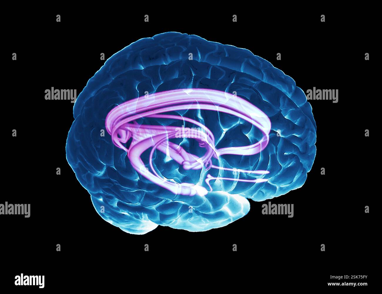 Limbic system of the brain, composite image based on computed ...