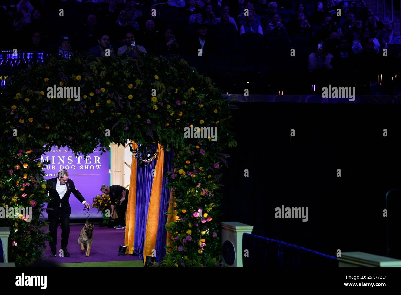 Mercedes, a German Shepherd, and its handler arrive for the best in ...